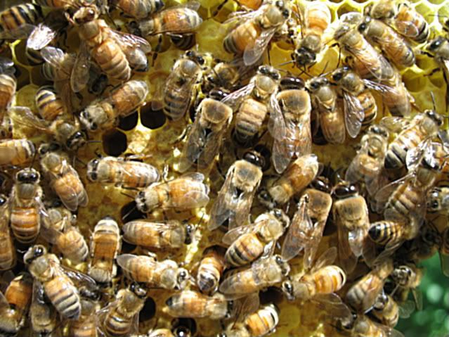 Newly established tbh swarmed with new queen cells in process | Beesource Beekeeping Forums
